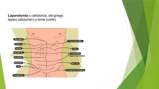 PARED ABDOMINAL, DEFINICION, ANATOMIA, CARACTERISTICAS | PPTX