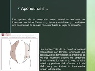 PARED ABDOMINAL. MUSCULOS FASCIA Y APONEUROSIS | PPTX