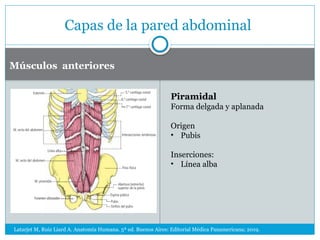 Anatomia de la pared abdomianal, enfoque | PPTX