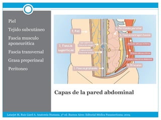 Anatomia de la pared abdomianal, enfoque | PPTX