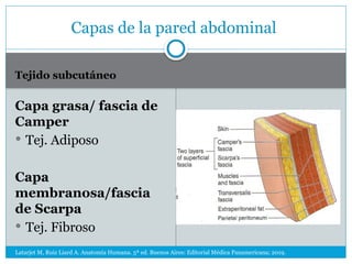 Anatomia de la pared abdomianal, enfoque | PPTX