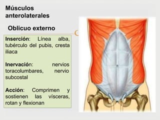 paredabdominalanatomia25-160926222023.pptx