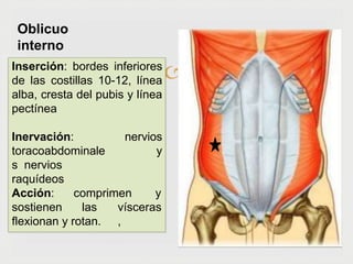 paredabdominalanatomia25-160926222023.pptx