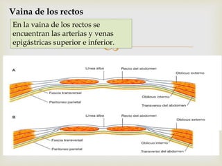 ANATOMÍA DE LA PARED ABDOMINAL | PPTX