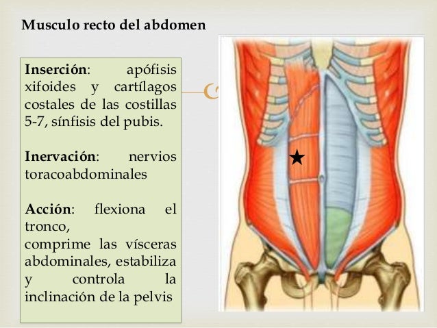 ANATOMÍA DE LA PARED ABDOMINAL