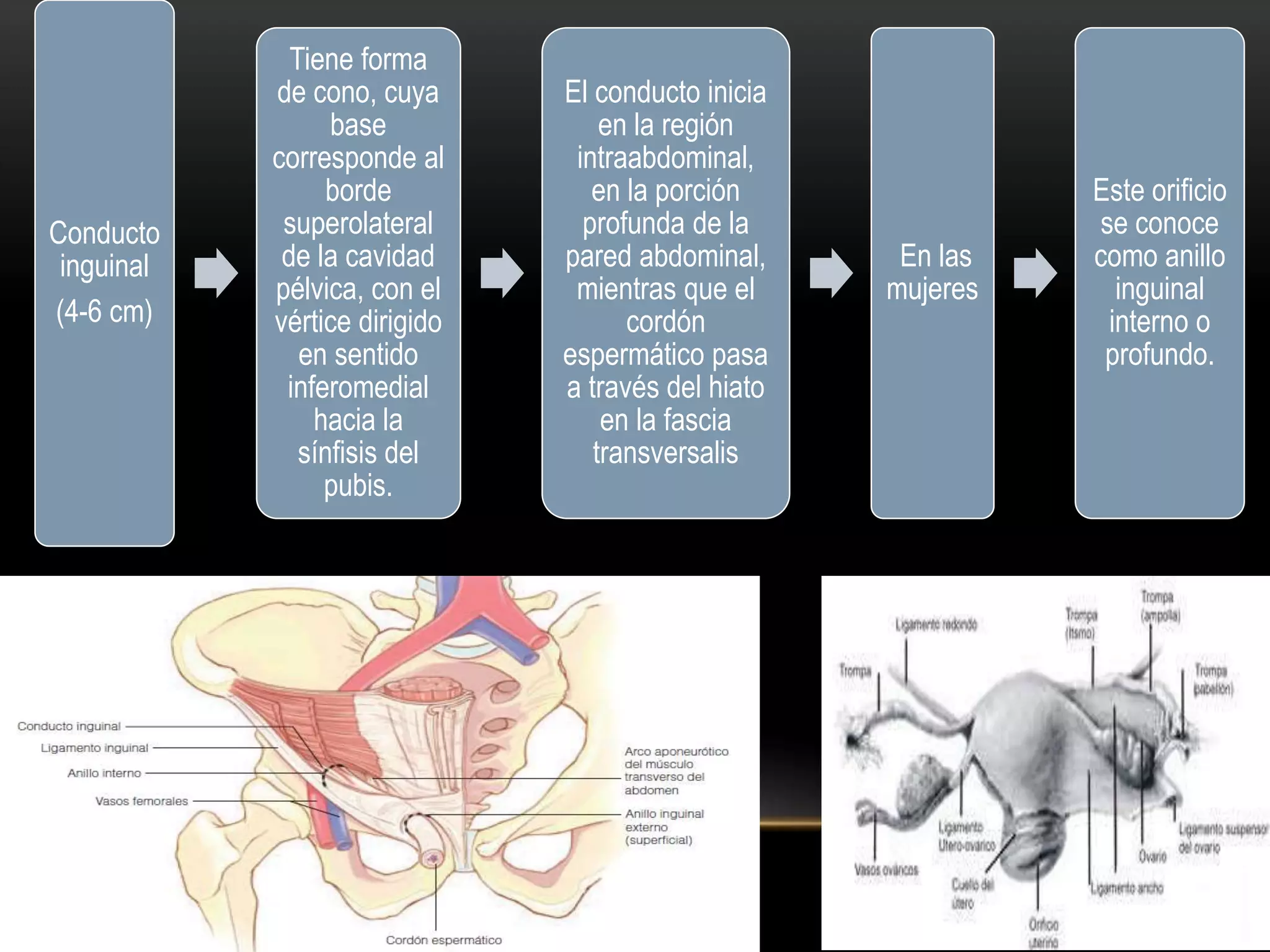 Pared abdominal: Hernias de la Región Inguino-crural | PPT