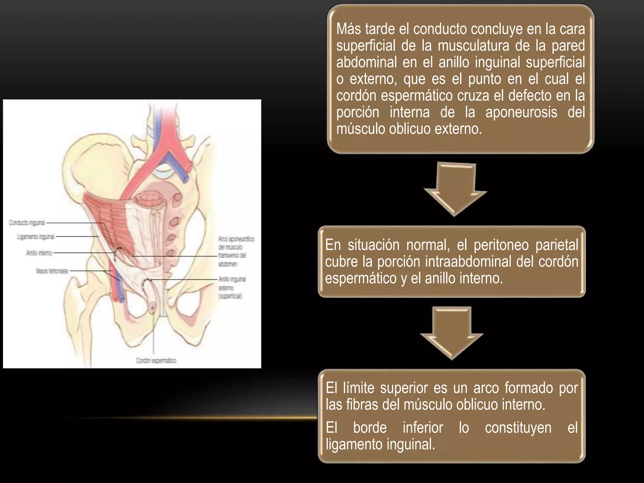 Pared abdominal: Hernias de la Región Inguino-crural | PPT