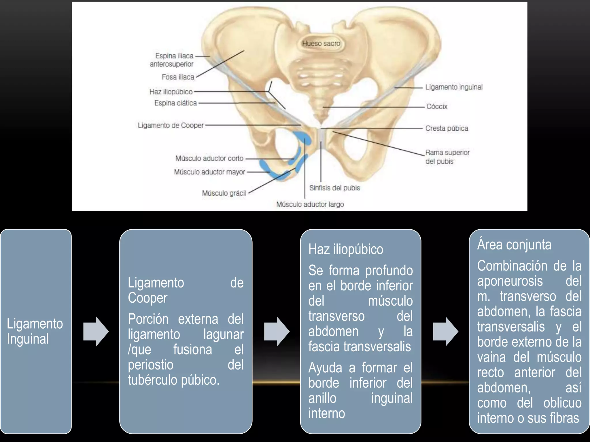Pared abdominal: Hernias de la Región Inguino-crural | PPT