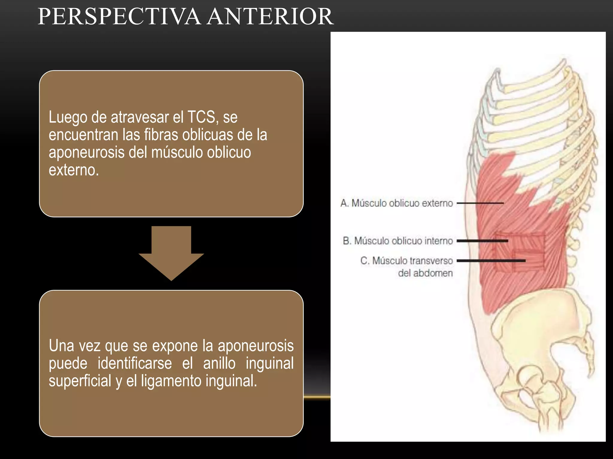 Pared abdominal: Hernias de la Región Inguino-crural | PPT