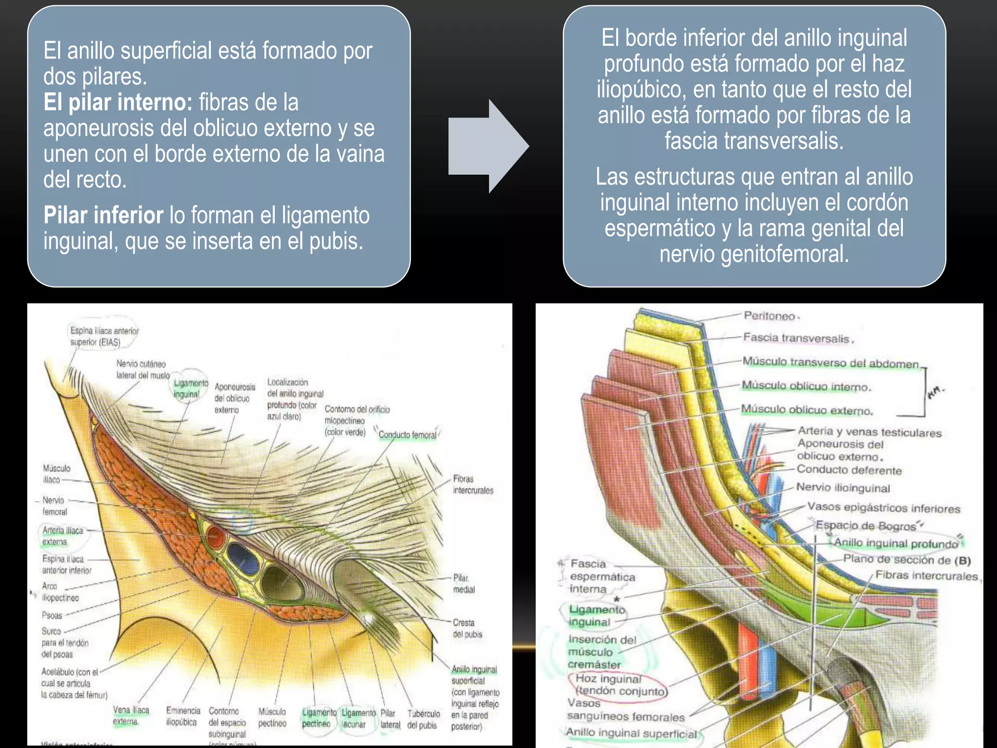 Pared abdominal: Hernias de la Región Inguino-crural | PPT