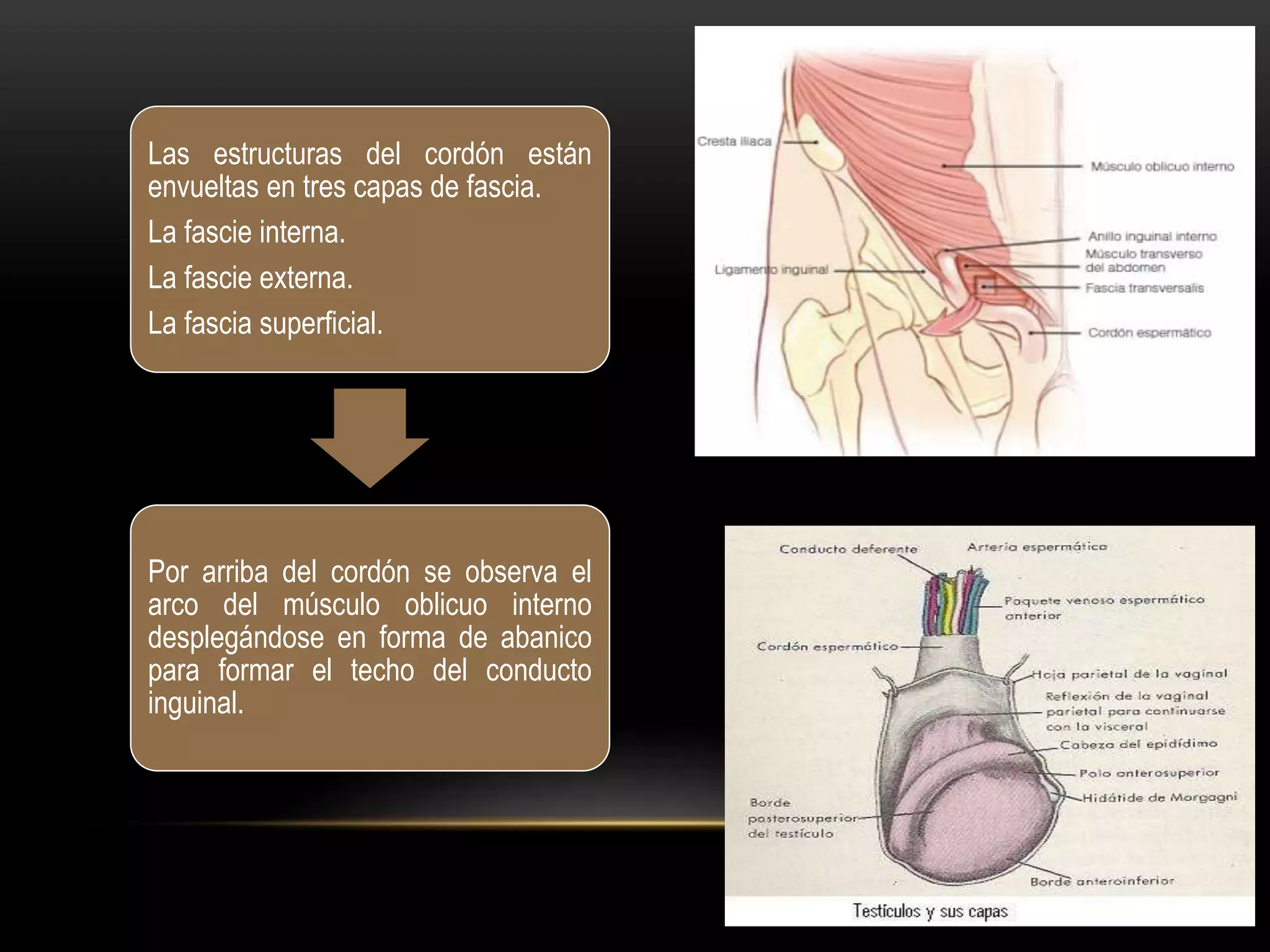 Pared abdominal: Hernias de la Región Inguino-crural | PPT