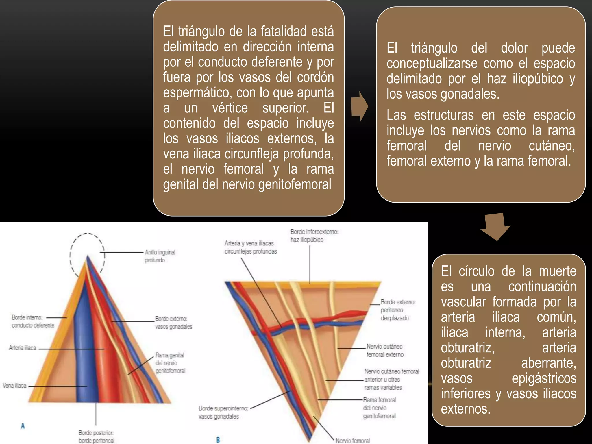 Pared abdominal: Hernias de la Región Inguino-crural | PPT