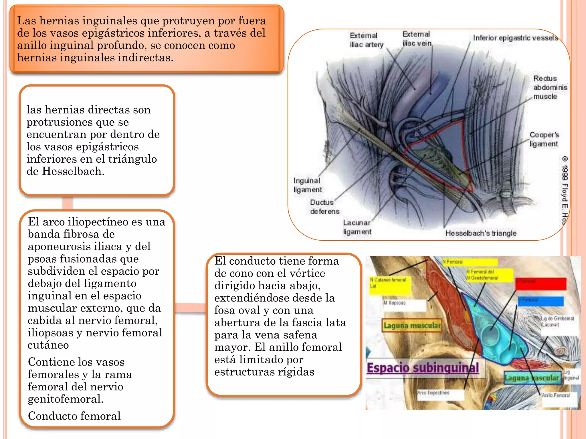 PARED ABDOMINAL Hernias Región Inguino Crural | PPT