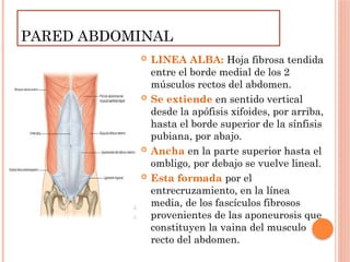 Pared Abdominal Stephanie.pptxjfghhhhgfxjhftyg | PPTX