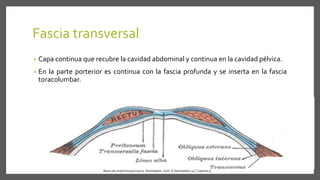 Pared anterior del abdomen por cirugía general | PPTX