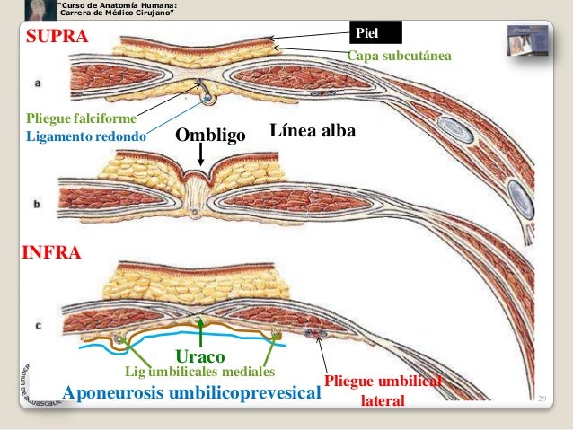 Pared anterolateral
