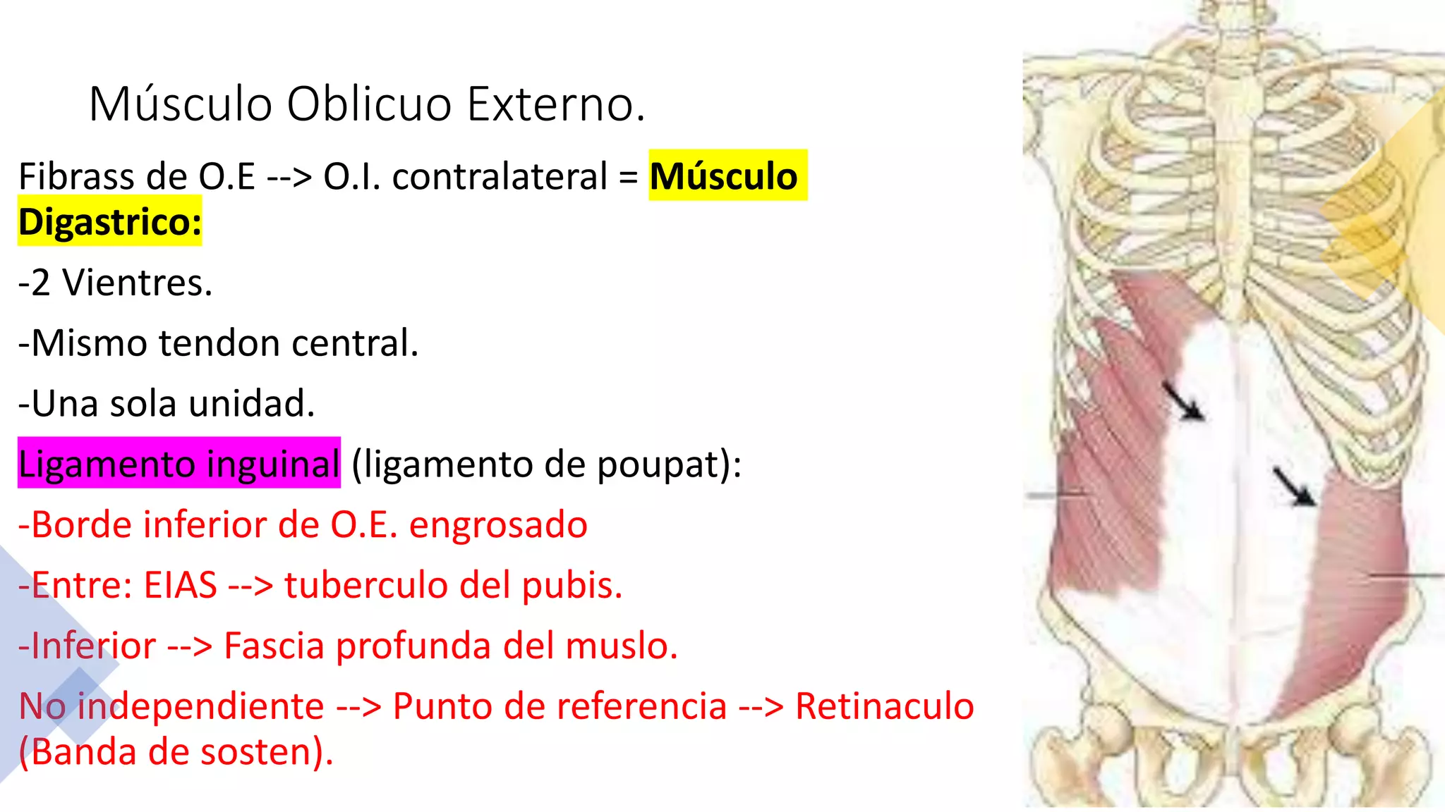 Anatomia de pared anterolateral del abdomen. | PPTX