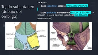 Anatomia de pared anterolateral del abdomen. | PPTX