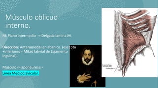 Anatomia de pared anterolateral del abdomen. | PPTX