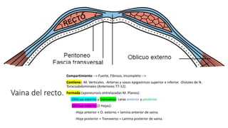 Anatomia de pared anterolateral del abdomen. | PPTX