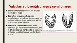 PARED CARDIACA.pptx
