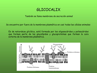 Pared celualr y_glicocalix_2010-2011 new | PPS