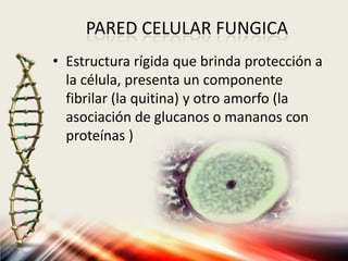 Pared celular y Pared Fungica | PPTX