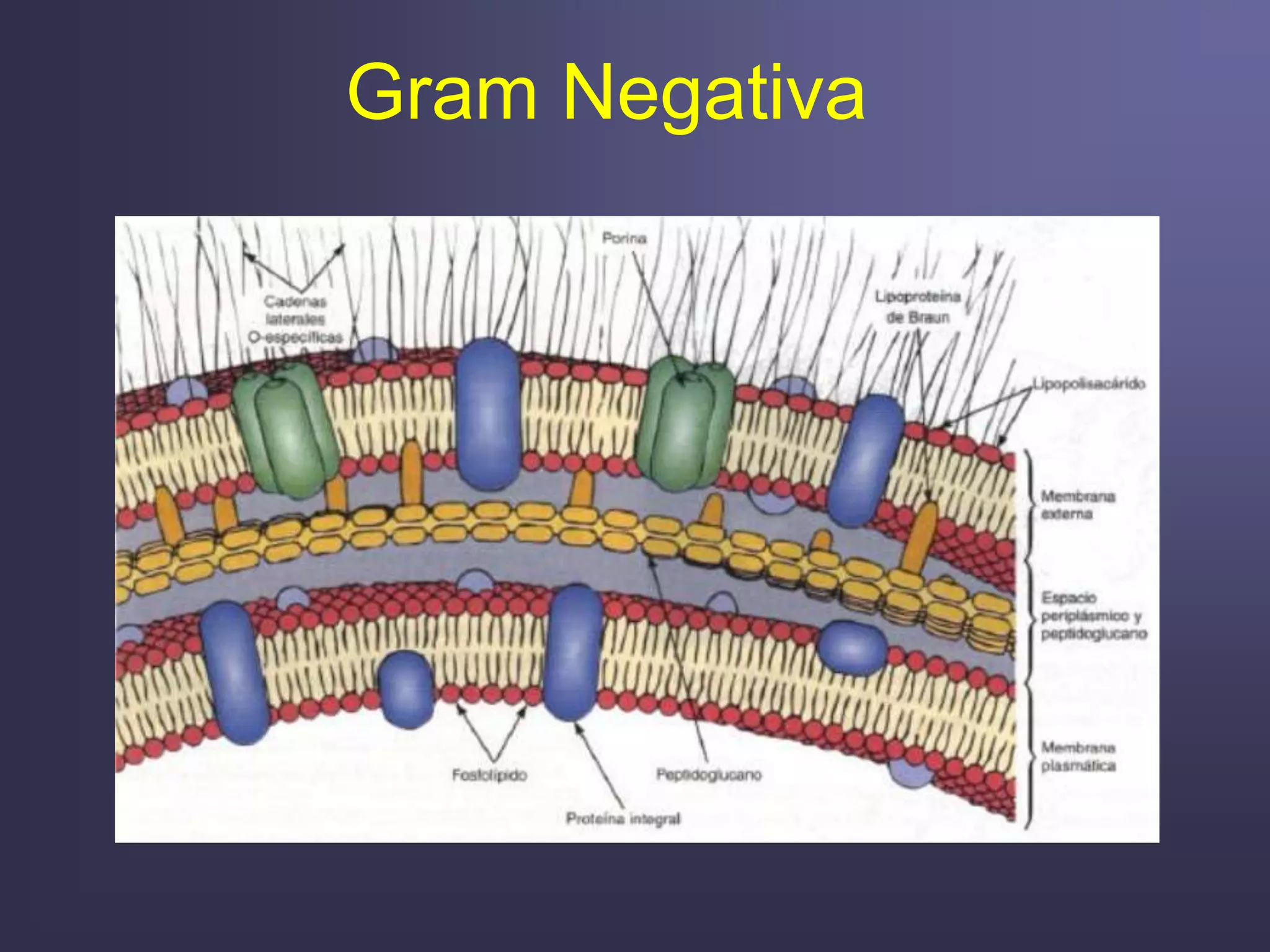 Pared celular bacteriana | PPTX | Chemistry | Science