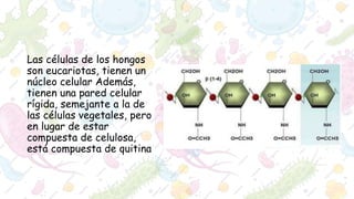 Pared celular fungal.pptx