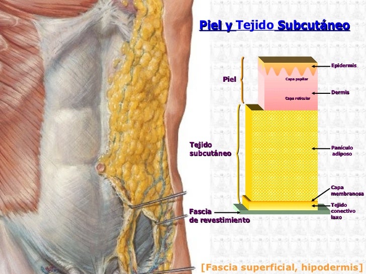 Paredes Abdomen Obgyn