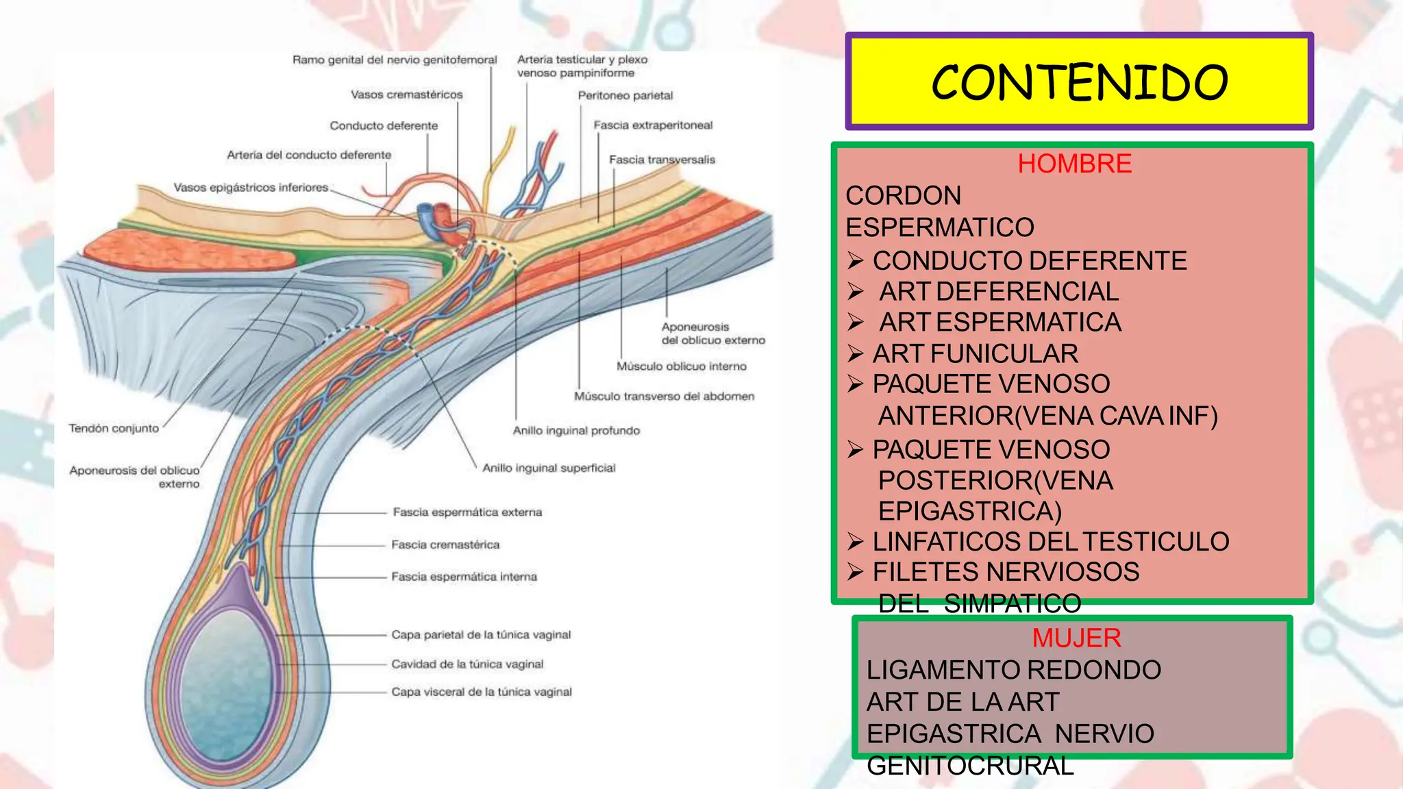 Paredes del abdomen y conducto inguinal.pptx