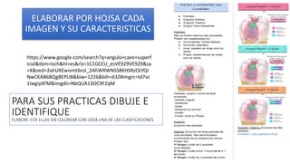 PAREDES Y ANGULOS DE LAS CAVIDADES DENTALES(1).pptx