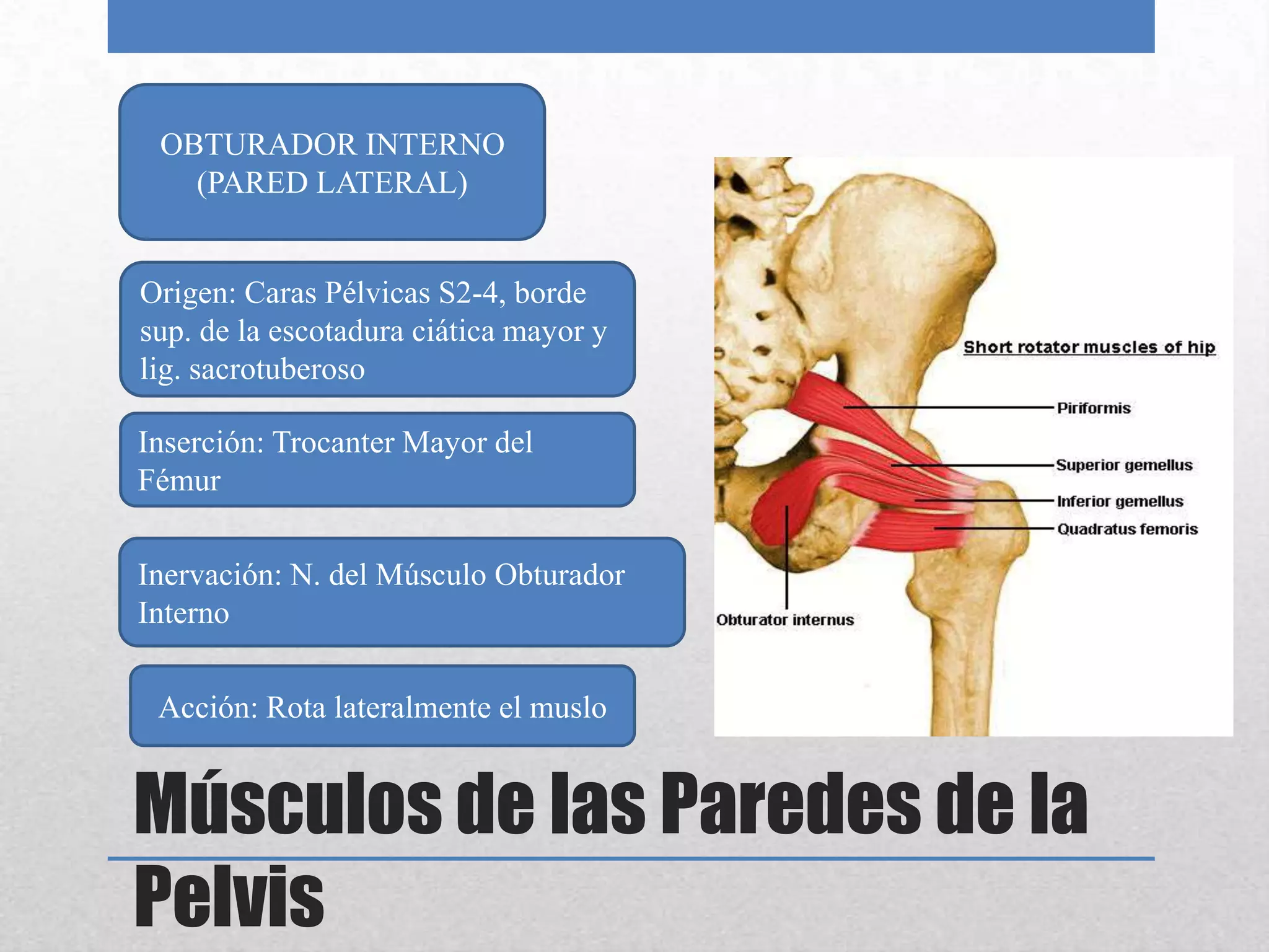 Cavidad Pélvica - Paredes y suelo de la cavidad pélvica. | PPT