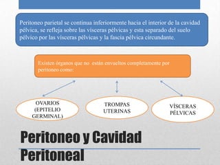 Cavidad Pélvica - Paredes y suelo de la cavidad pélvica. | PPTX