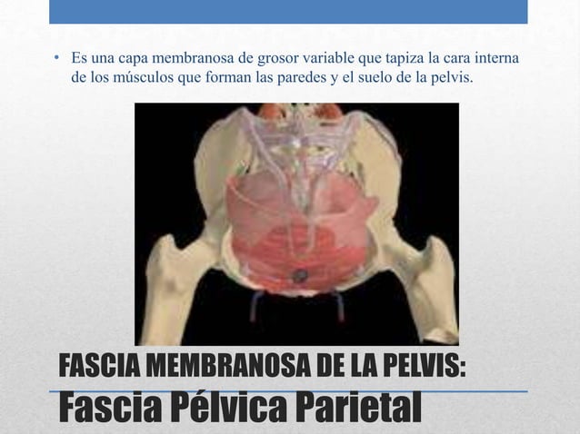 Cavidad Pélvica - Paredes y suelo de la cavidad pélvica. | PPTX