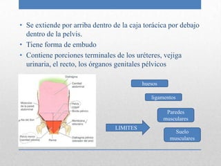Cavidad Pélvica - Paredes y suelo de la cavidad pélvica. | PPTX