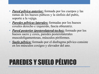 Cavidad Pélvica - Paredes y suelo de la cavidad pélvica. | PPTX