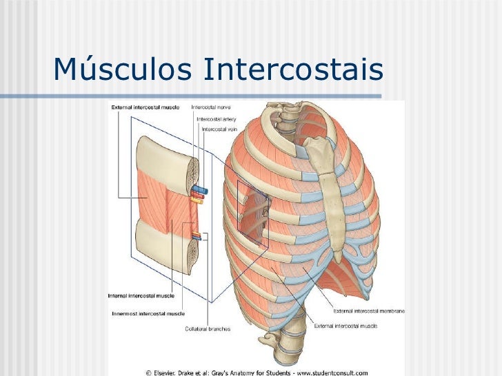 Sistema Respiratório