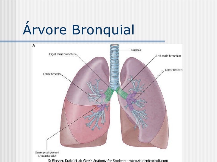 Sistema Respiratório