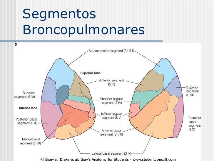 Sistema Respiratório