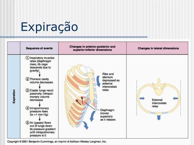 Parede toracica, musculos da respiracao e pulmao | PPT