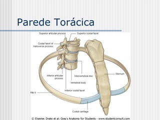Parede toracica, musculos da respiracao e pulmao | PPT