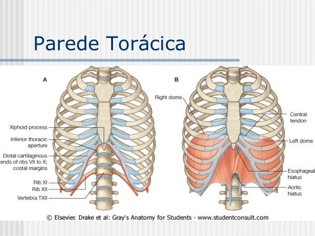 Parede toracica, musculos da respiracao e pulmao