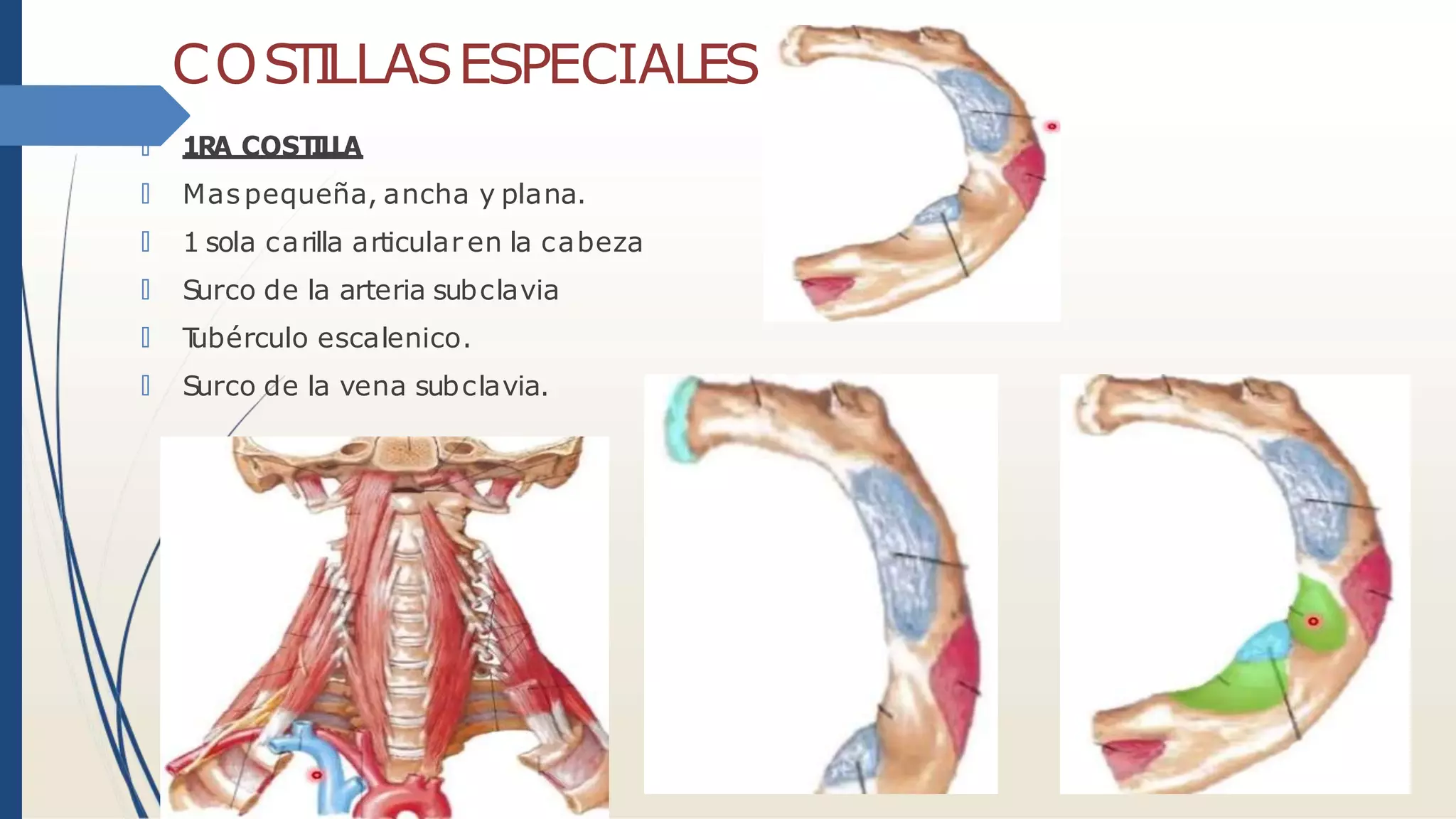 PARED TORACICA-1.pptx