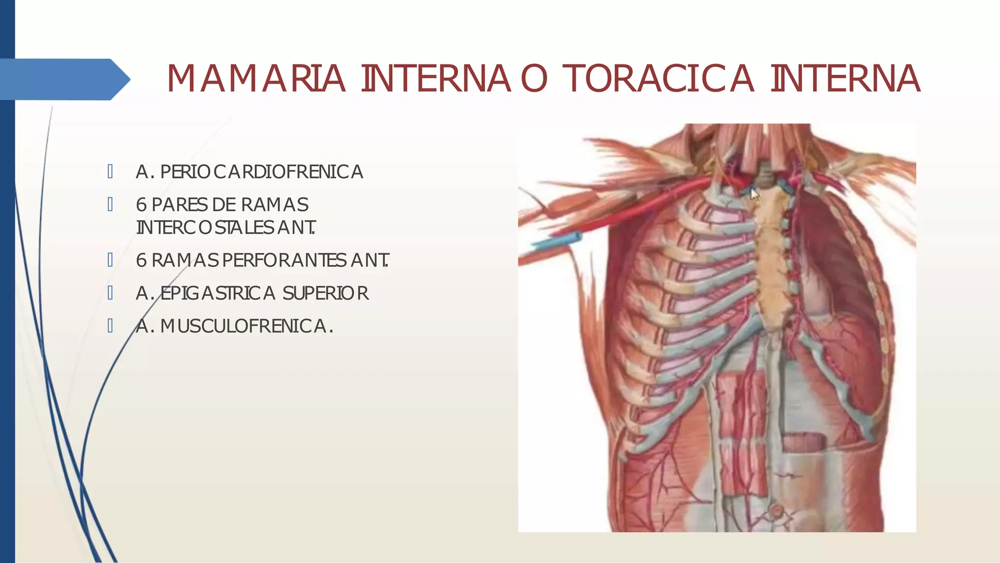 PARED TORACICA-1.pptx