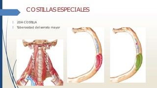 PARED TORACICA-1.pptx