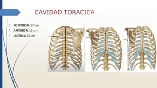 PARED TORACICA-1.pptx