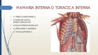 PARED TORACICA-1.pptx