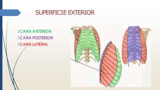 PARED TORACICA-1.pptx