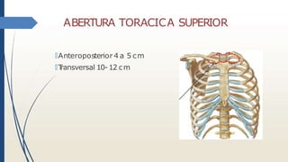 PARED TORACICA-1.pptx